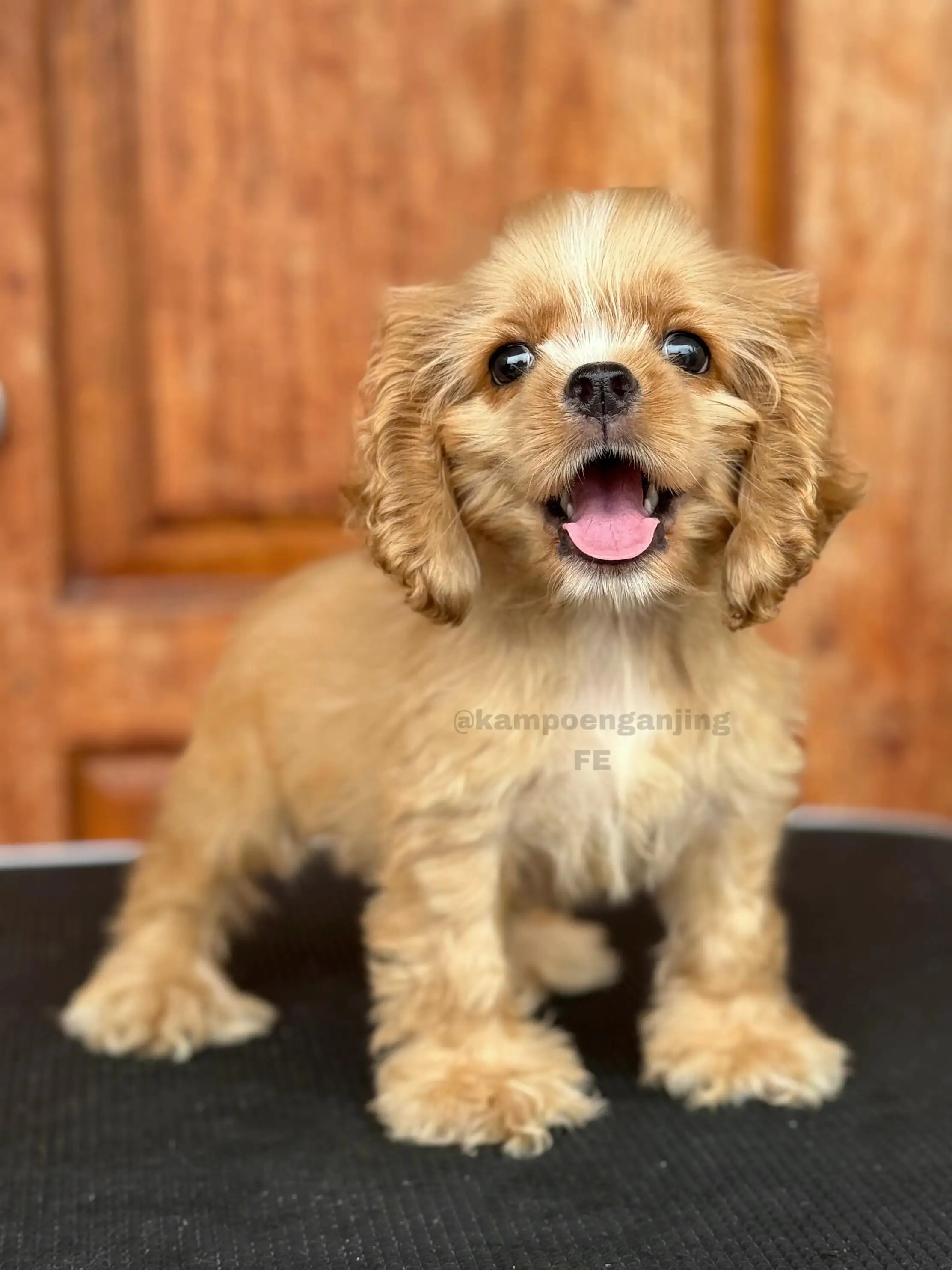 American Cocker Spaniel - Category - Dog Society Kennel Bali