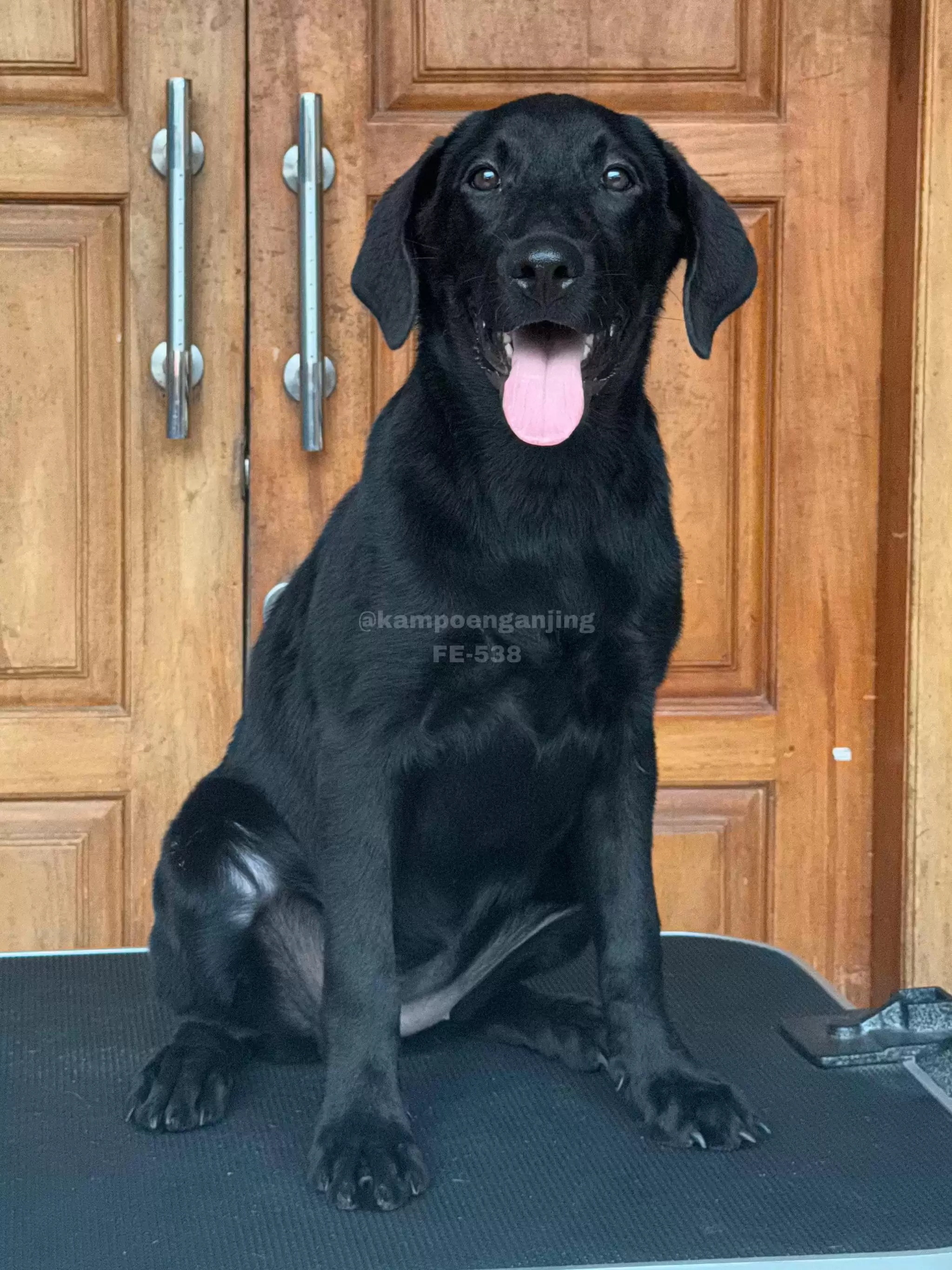 Labrador retriever - Category - Dog Society Kennel Bali