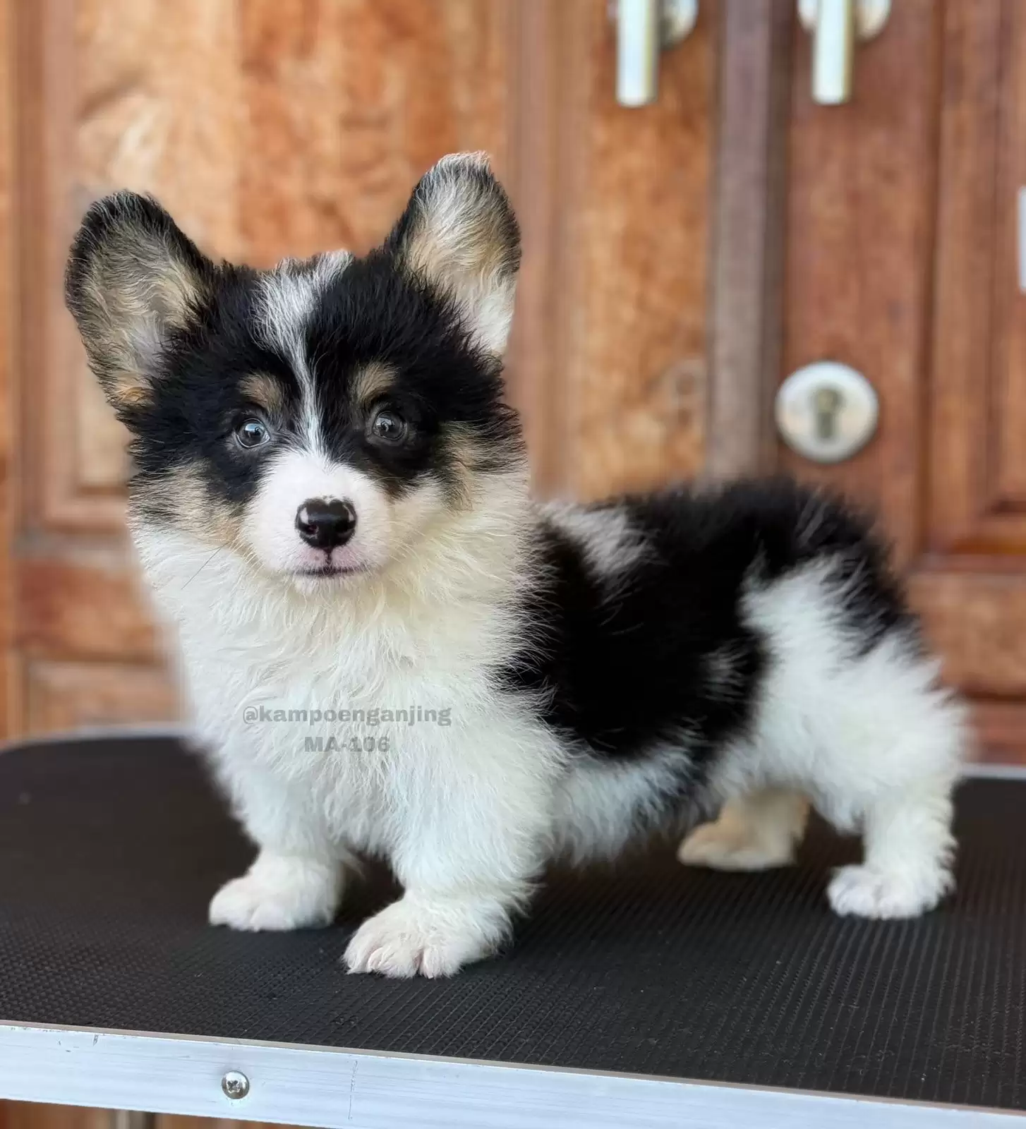 Pembroke welsh corgi - Category - Dog Society Kennel Bali