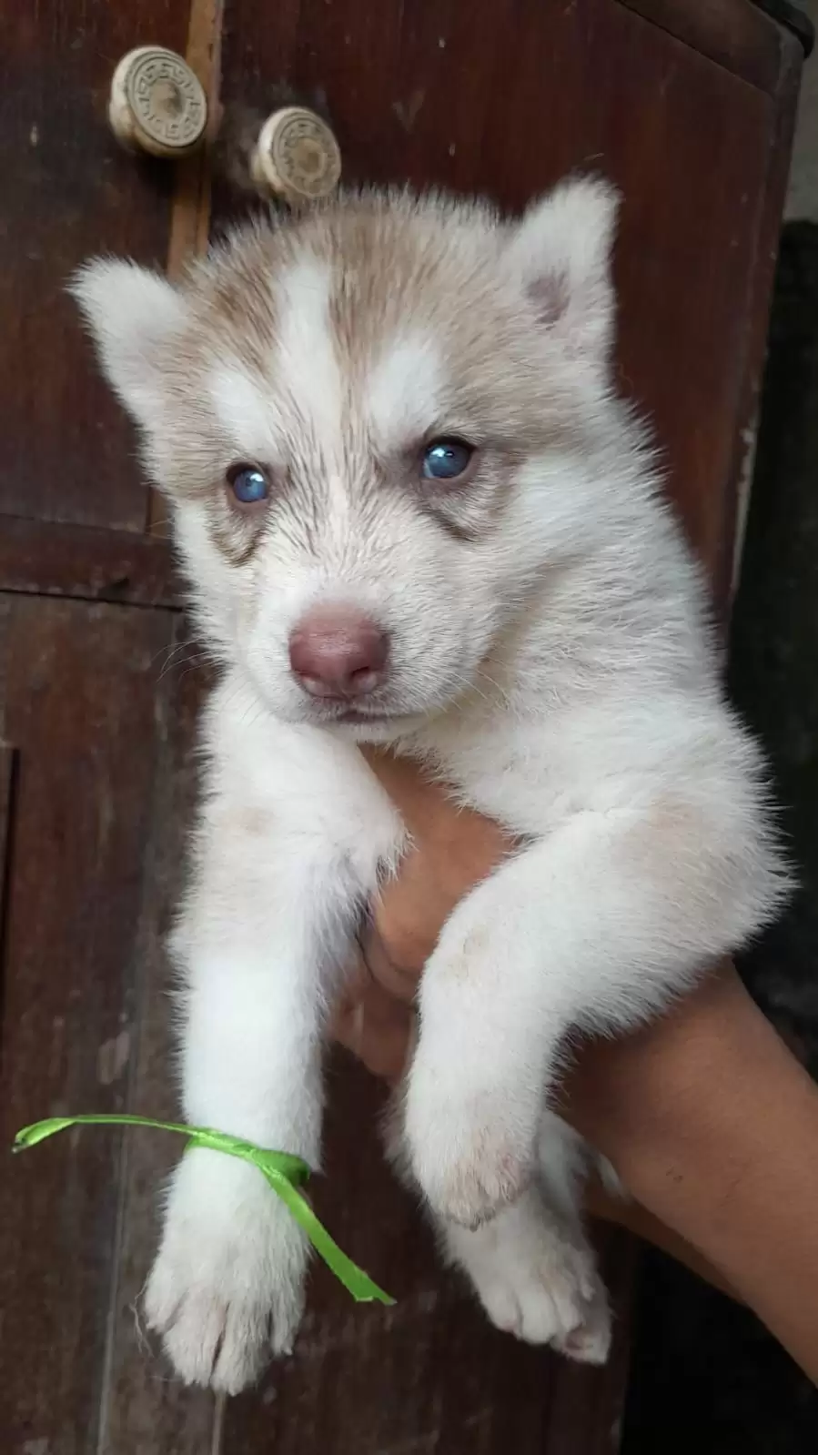 Dog Society Kennel Bali - Pusat Anjing Ras di Bali