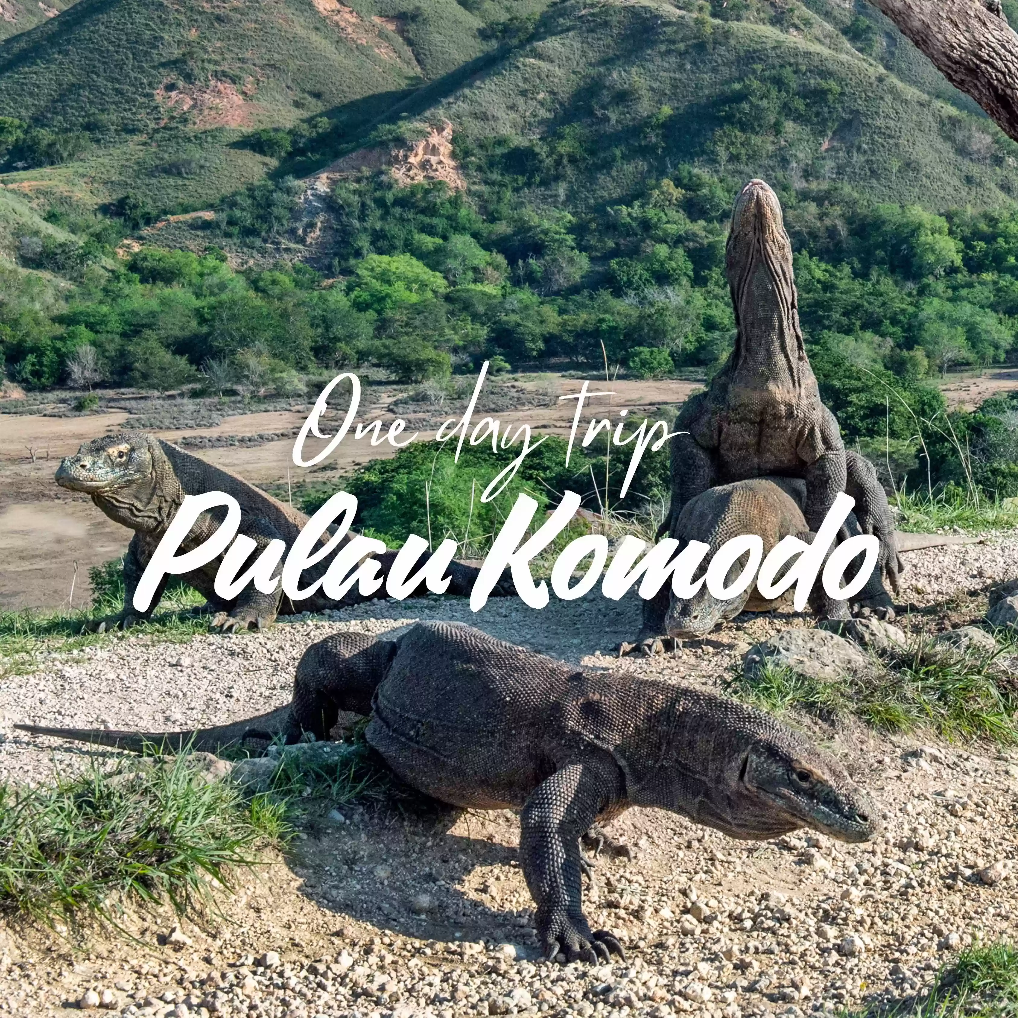 Sailing Pulau Komodo - Category - Kusuka Trip