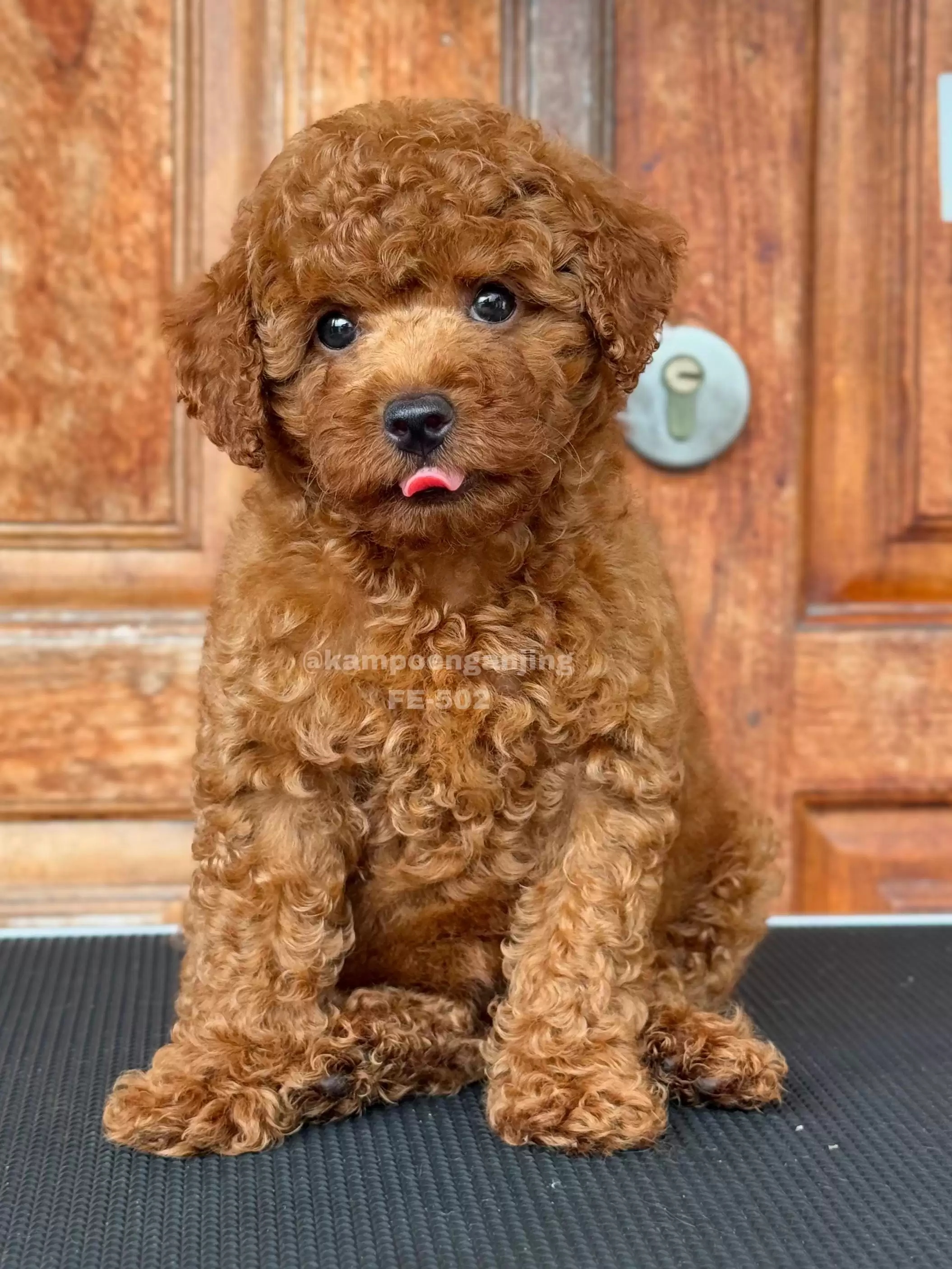 Dog Society Kennel Bali - Pusat Anjing Ras di Bali